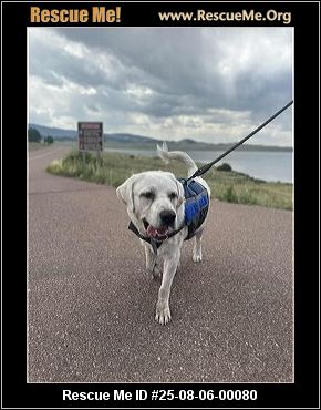 - Colorado Lab Rescue - ADOPTIONS - Rescue Me!