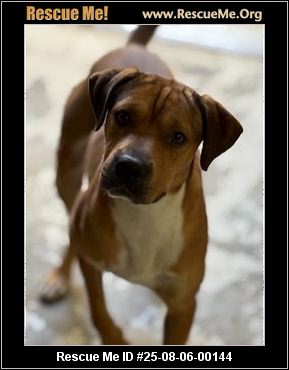 - California Rhodesian Ridgeback Rescue - ADOPTIONS - Rescue Me!