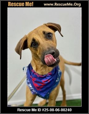 - California Rhodesian Ridgeback Rescue - ADOPTIONS - Rescue Me!