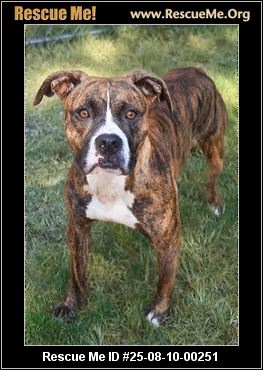Missouri Boxer Rescue Adoptions Rescue Me