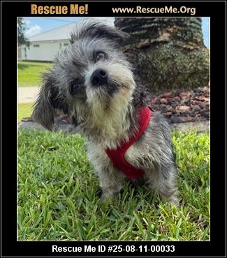 - Florida Schnauzer Rescue - ADOPTIONS - Rescue Me!