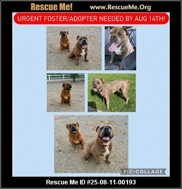 - California Bulldog Rescue - ADOPTIONS - Rescue Me!