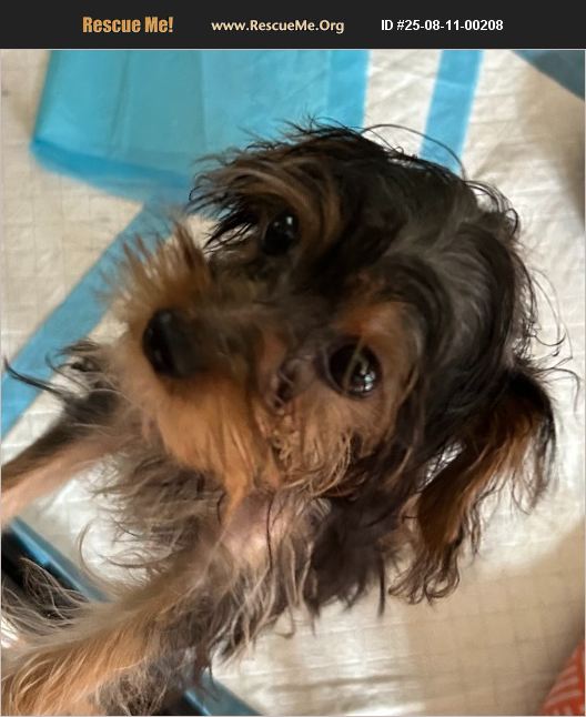 ADOPT 25081100208 ~ Maltese Rescue ~ Traverse City, MI