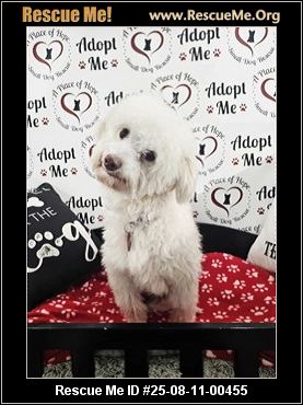 - Florida Maltese Rescue - ADOPTIONS - Rescue Me!