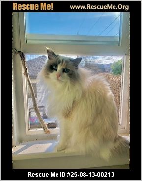 - Washington Cat Rescue - ADOPTIONS - Rescue Me!