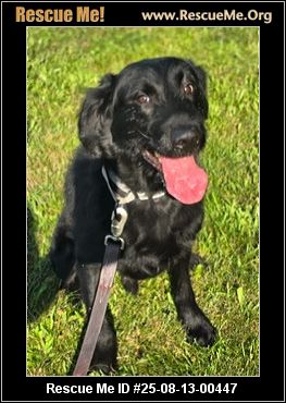 - Indiana Golden Retriever Rescue - ADOPTIONS - Rescue Me!