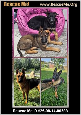 - Indiana German Shepherd Rescue - ADOPTIONS - Rescue Me!