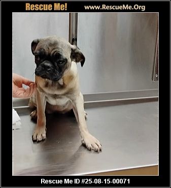 - Ohio Pug Rescue - ADOPTIONS - Rescue Me!