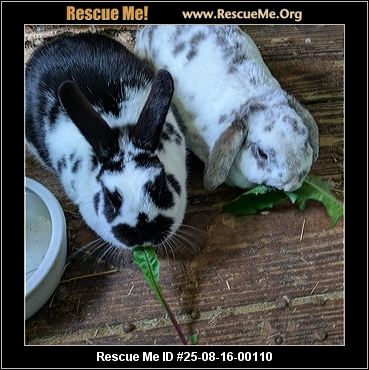 - Illinois Rabbit Rescue - ADOPTIONS - Rescue Me!