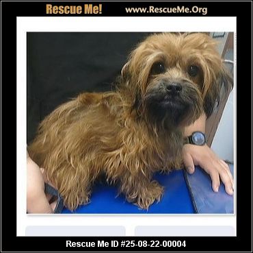 - Arizona Yorkie Rescue - ADOPTIONS - Rescue Me!