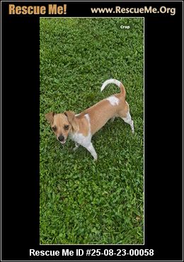 - Florida Jack Russell Rescue - ADOPTIONS - Rescue Me!
