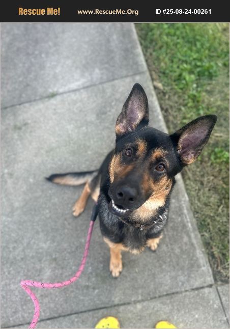 ADOPT 25082400261 ~ German Shepherd Rescue ~ winchester, KY