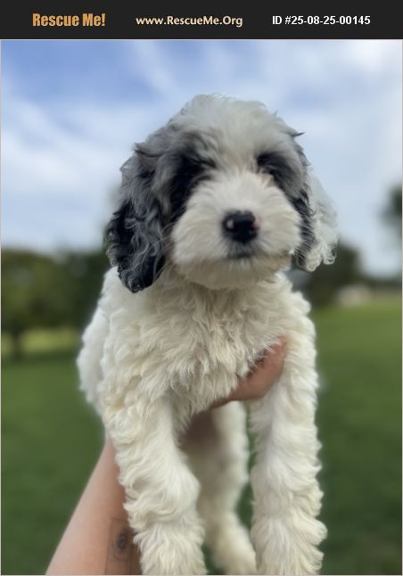 ADOPT 25082500145 ~ Cockapoo Rescue ~ Salisbury, North Carolina, NC