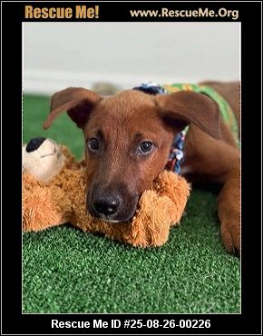 - California Rhodesian Ridgeback Rescue - ADOPTIONS - Rescue Me!