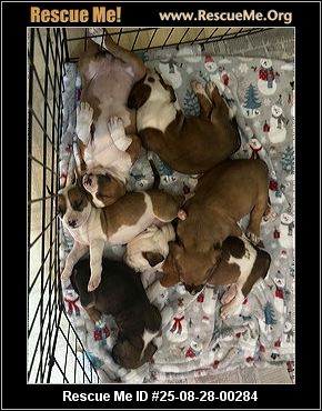 - Marion Animal Care and Control - Marion, IN - AVAILABLE PETS