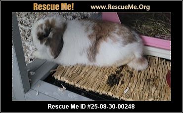 - Virginia Rabbit Rescue - ADOPTIONS - Rescue Me!