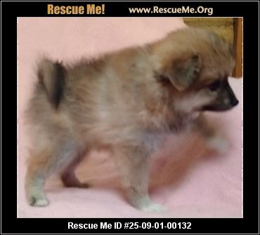 - Arizona Pomeranian Rescue - ADOPTIONS - Rescue Me!