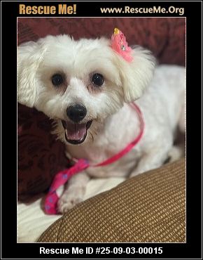 - Florida Maltese Rescue - ADOPTIONS - Rescue Me!
