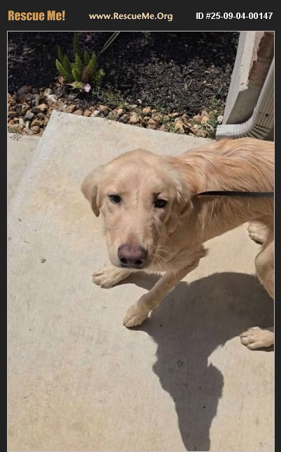 ADOPT 25090400147 ~ Golden Retriever Rescue ~ Appleton, WI