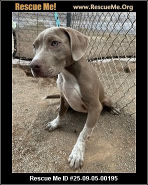 - New Mexico Dog Rescue - ADOPTIONS - Rescue Me!