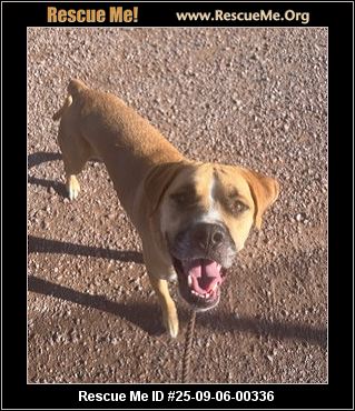- Arizona Boxer Rescue - ADOPTIONS - Rescue Me!
