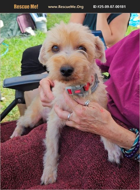 ADOPT 25090700181 ~ Yorkie Rescue ~ Lynchburg, TN