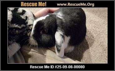 - Virginia Rabbit Rescue - ADOPTIONS - Rescue Me!
