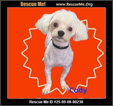 - North Carolina Maltese Rescue - ADOPTIONS - Rescue Me!