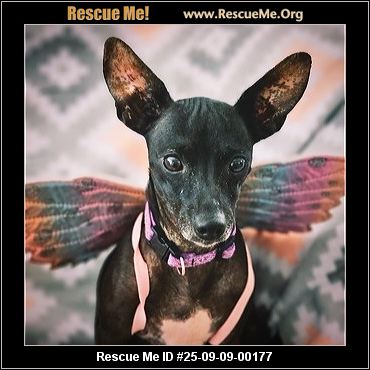 - Texas Mutt Rescue - ADOPTIONS - Rescue Me!