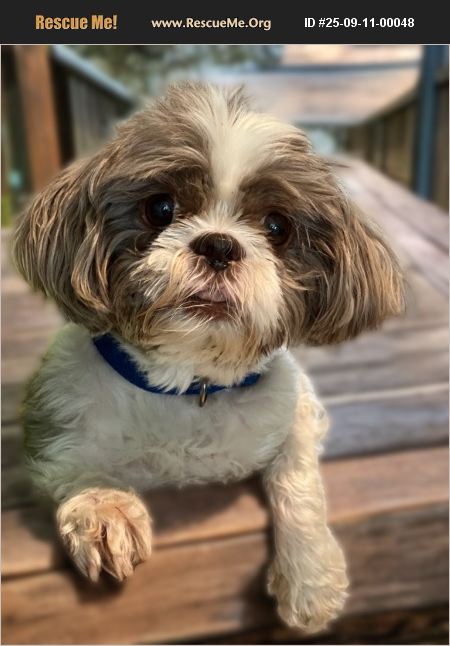 ADOPT 25091100048 ~ Shih Tzu Rescue ~ Dalton, GA