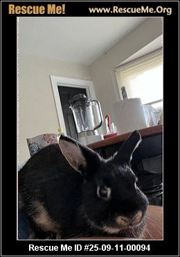 - Virginia Rabbit Rescue - ADOPTIONS - Rescue Me!