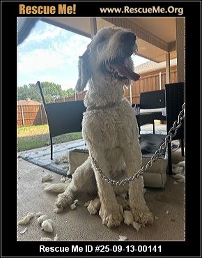 - Texas Mutt Rescue - ADOPTIONS - Rescue Me!