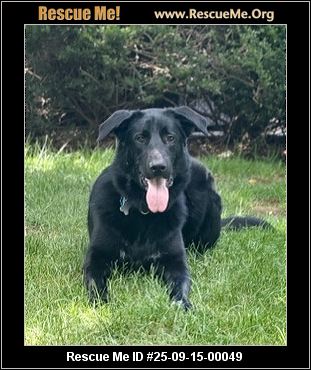 - Massachusetts Lab Rescue - ADOPTIONS - Rescue Me!