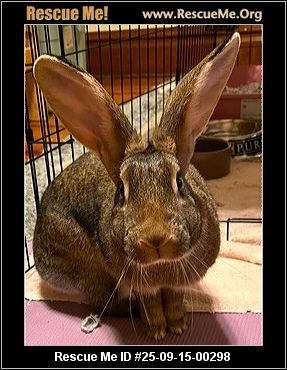 - Missouri Rabbit Rescue - ADOPTIONS - Rescue Me!