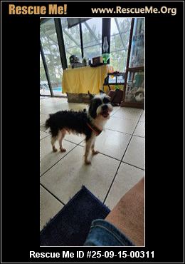 - Florida Maltese Rescue - ADOPTIONS - Rescue Me!