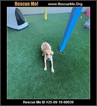 - Wills Way Dog Rescue - Boca Raton, FL - AVAILABLE PETS