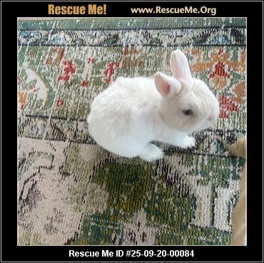 - New York Rabbit Rescue - ADOPTIONS - Rescue Me!