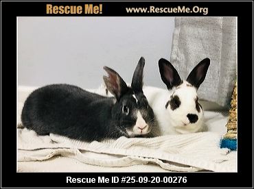 - Virginia Rabbit Rescue - ADOPTIONS - Rescue Me!