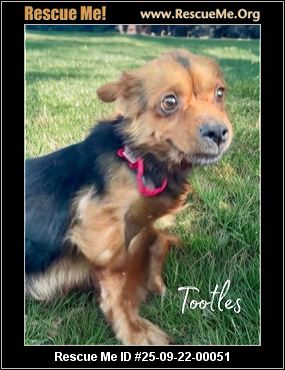 - Georgia Yorkie Rescue - ADOPTIONS - Rescue Me!