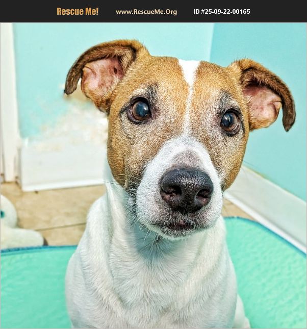 ADOPT 25092200165 ~ Jack Russell Rescue ~ Eustis, FL