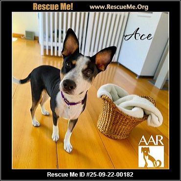 - Abandoned Animal Rescue - Magnolia, TX - AVAILABLE PETS