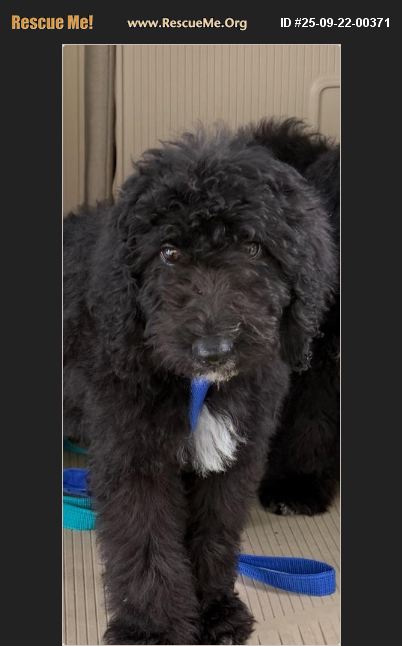 ADOPT 25092200371 ~ Cockapoo Rescue ~ Margate, FL