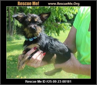 - Virginia Yorkie Rescue - ADOPTIONS - Rescue Me!