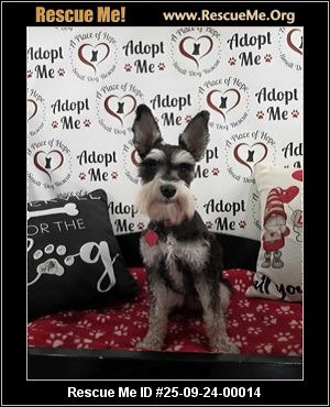 - Florida Schnauzer Rescue - ADOPTIONS - Rescue Me!
