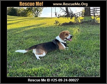 - Pennsylvania Beagle Rescue - ADOPTIONS - Rescue Me!