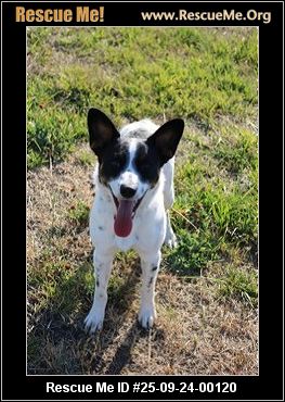 - Oregon Corgi Rescue - ADOPTIONS - Rescue Me!