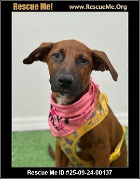 - California Rhodesian Ridgeback Rescue - ADOPTIONS - Rescue Me!
