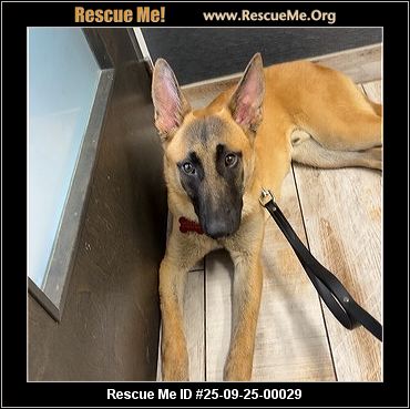 - Indiana German Shepherd Rescue - ADOPTIONS - Rescue Me!