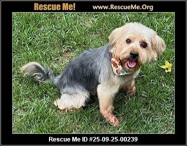 - Tennessee Yorkie Rescue - ADOPTIONS - Rescue Me!