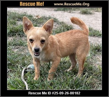 - Oklahoma Corgi Rescue - ADOPTIONS - Rescue Me!